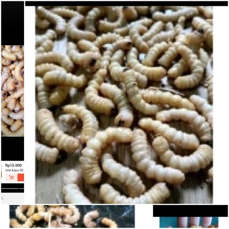 Jual ulat kayu 40 ekor pakan ilan | Shopee Indonesia