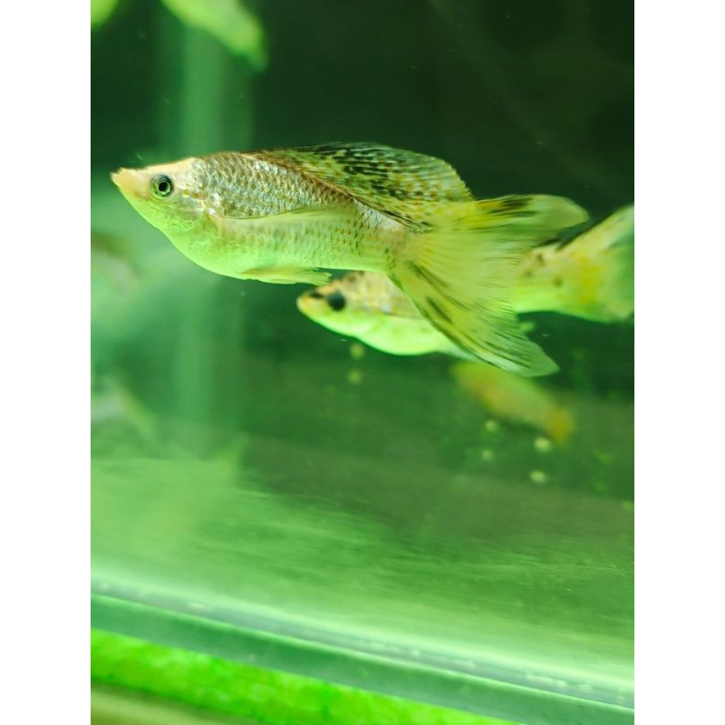 Jual Molly Three Color veiltail dewasa (sepasang) | Shopee Indonesia