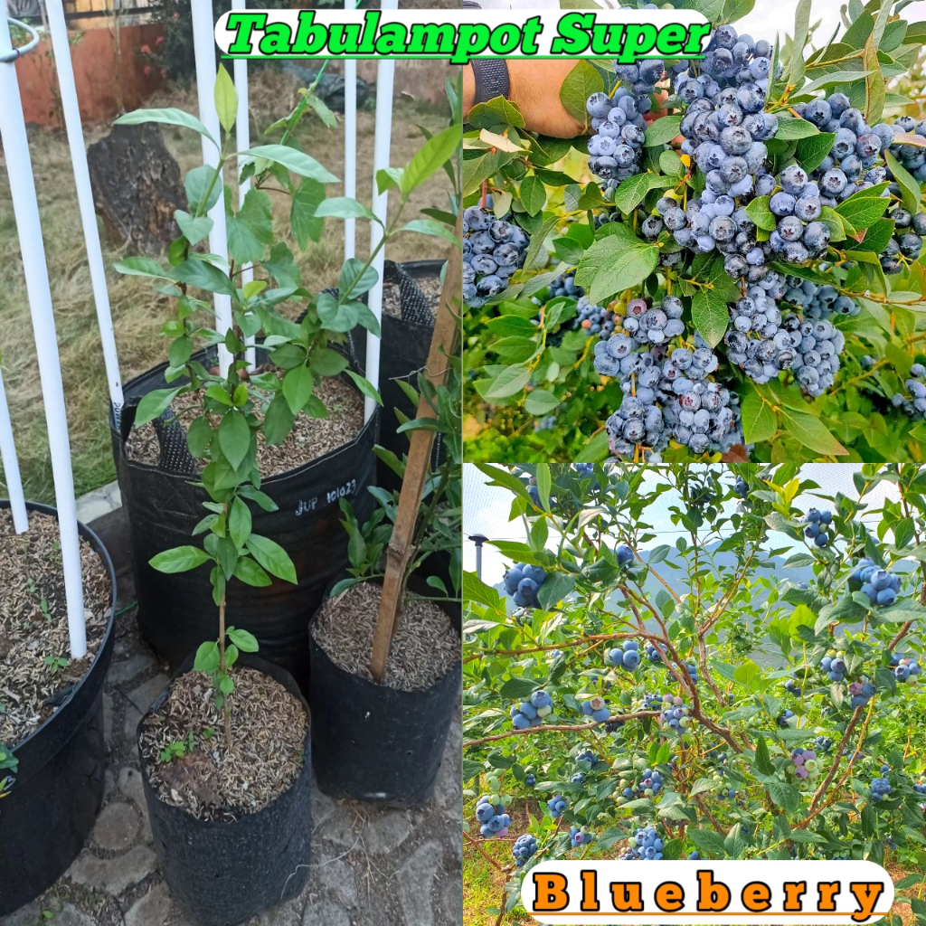 Jual Bibit Tanaman Blueberry Bisa Berbuah Ditempat Panas Super Unggul ...