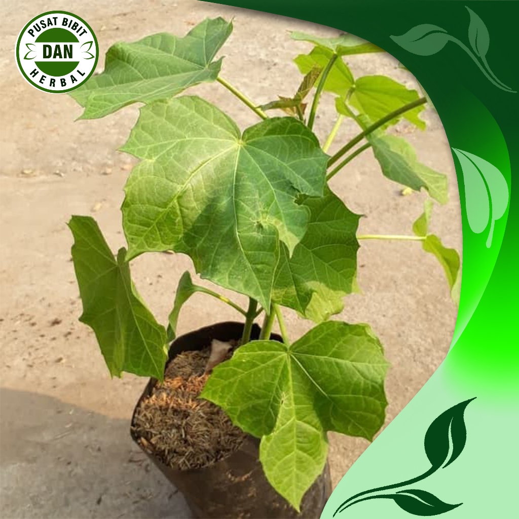 Jual Pohon Jarak Pagar Bibit Jarak Pagar Daun Jarak Pagar - pusat bibit ...