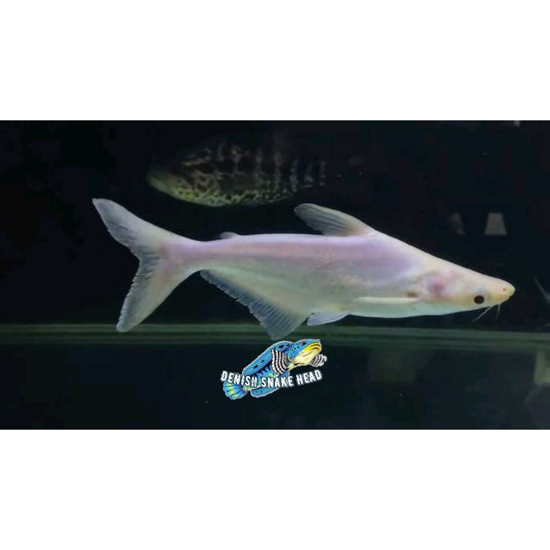 Jual Pelet patin putih 8-10 makanan | Shopee Indonesia