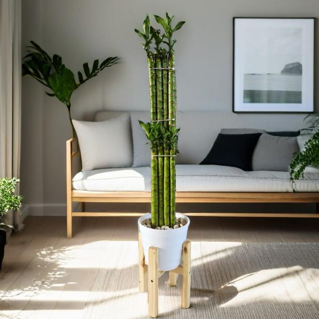 Jual Tanaman Hias Braunii Curly by Agro Sohor | Shopee Indonesia