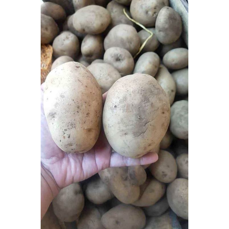 Jual Kentang Dieng Sedang- Besar 1 kg | Shopee Indonesia
