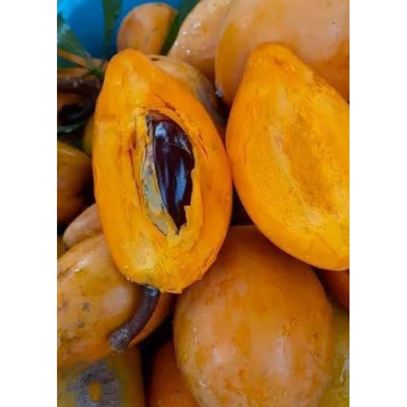 Jual buah alkesa / sawo mentega 1 kg | Shopee Indonesia