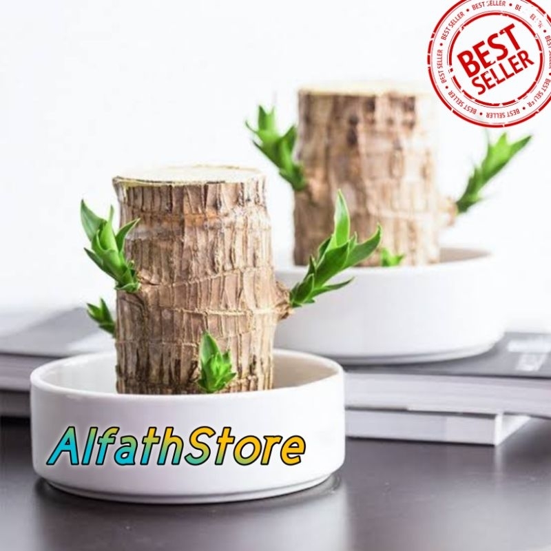 Jual Batang Hanjuang Bahan Bonsai Tinggi 15 20cm Shopee Indonesia 6600