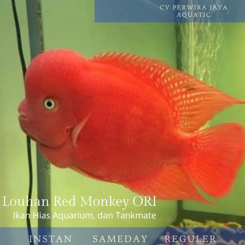 Jual Louhan Super Red Monkey Hiasan Aquarium dan Tankmate | Shopee ...