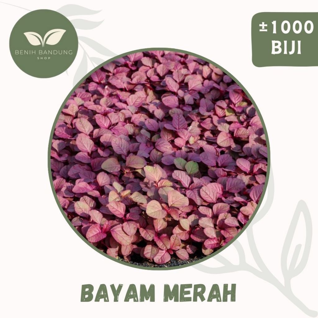 Jual 1000 Biji Benih Bayam Merah Bibit Sayuran Unggul Berkualitas ...