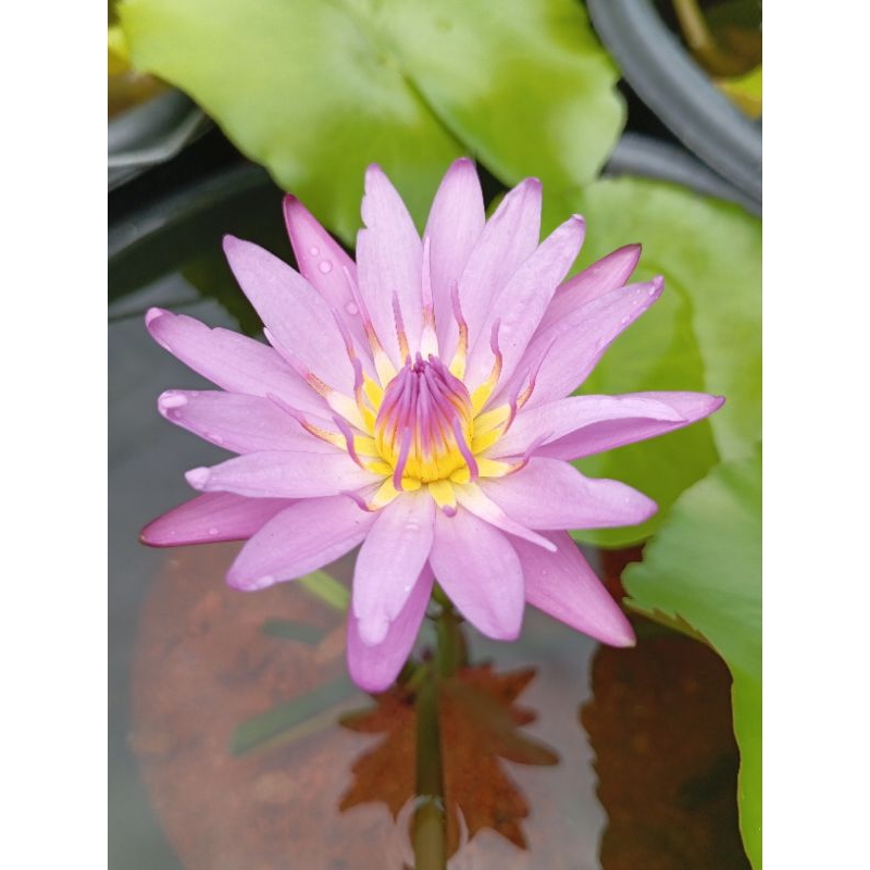 Jual bunga teratai pink | Shopee Indonesia