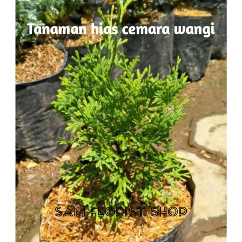 Jual Bibit Pohon Cemara Wangi - Butterball Hinoki Cypress | Shopee ...