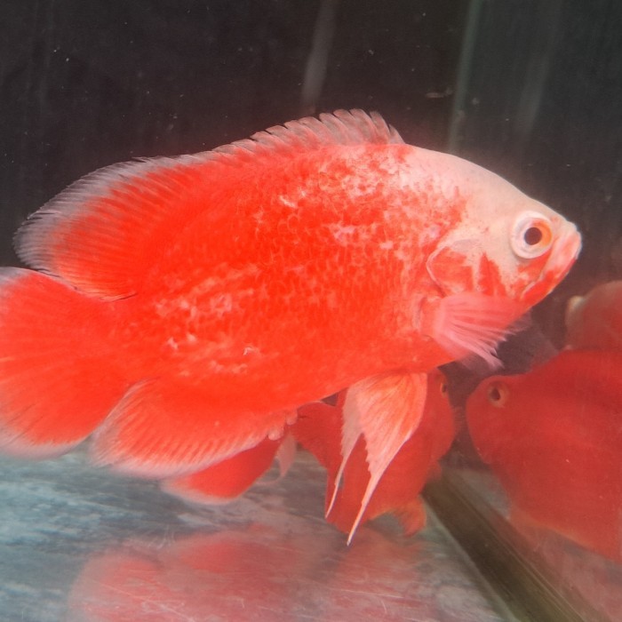Jual IKAN HIAS OSCAR RED CHILI | Shopee Indonesia