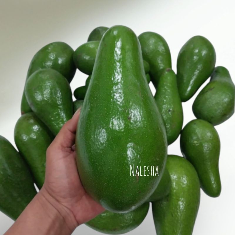 Jual Alpukat Pangeran/pluwang ukuran besar fresh 1Kg | Shopee Indonesia