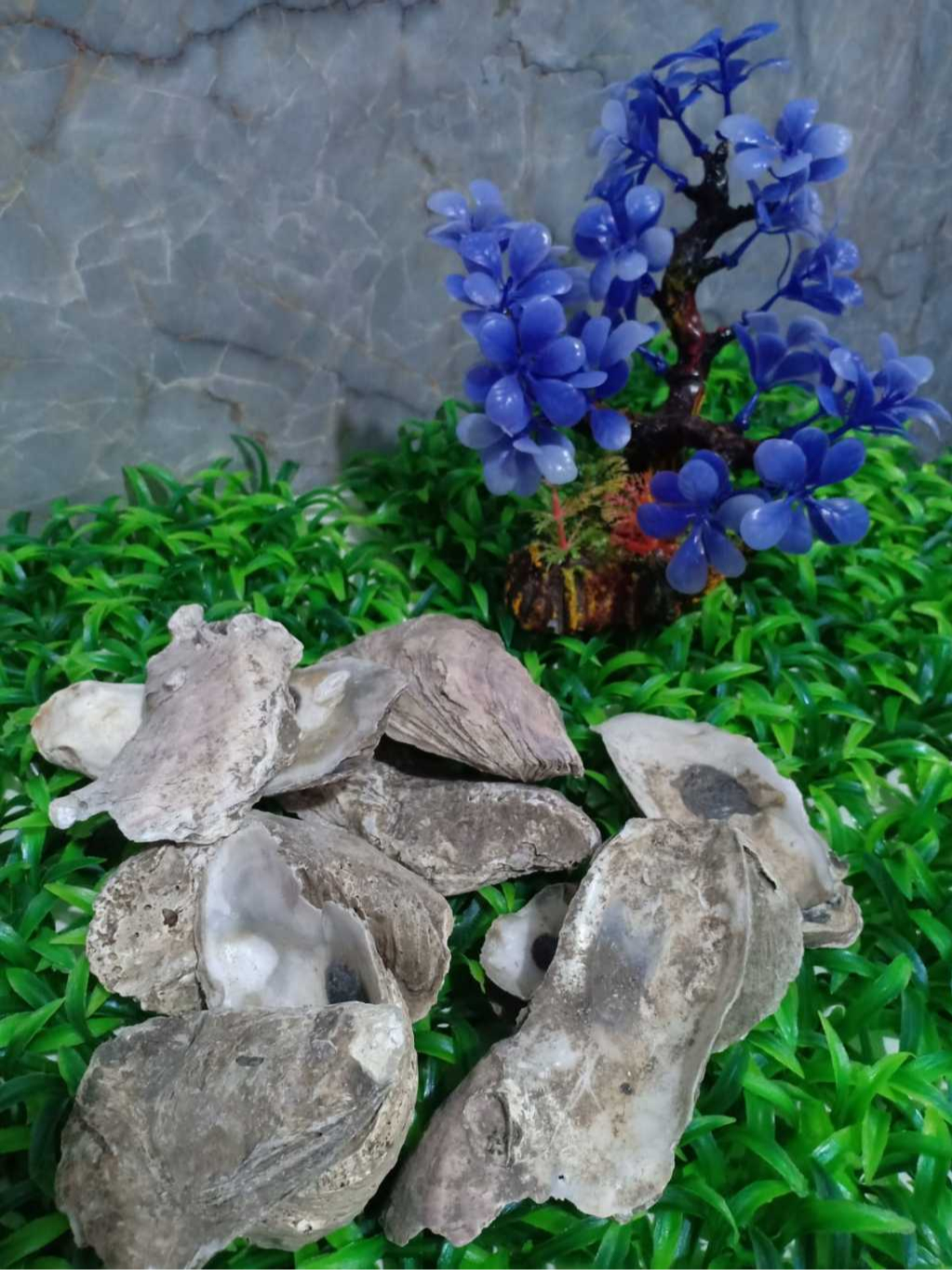 Jual CANGKANG OYSTER SHELL KULIT KERANG TIRAM MEDIA FILTER KEMASAN ...