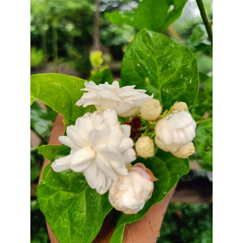 Jual Tanaman Melati Tumpuk Wangi (Original) | Shopee Indonesia