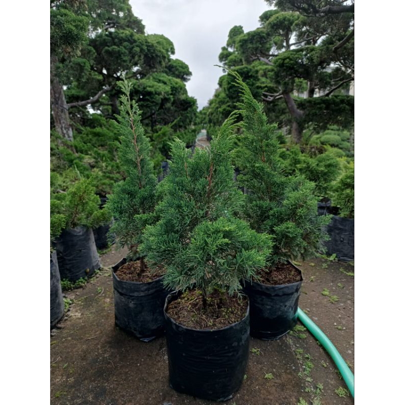 Jual POHON CEMARA PUA PUA Tinggi 30 - 40 Cm Pohon Sehat Hijau Segar ...