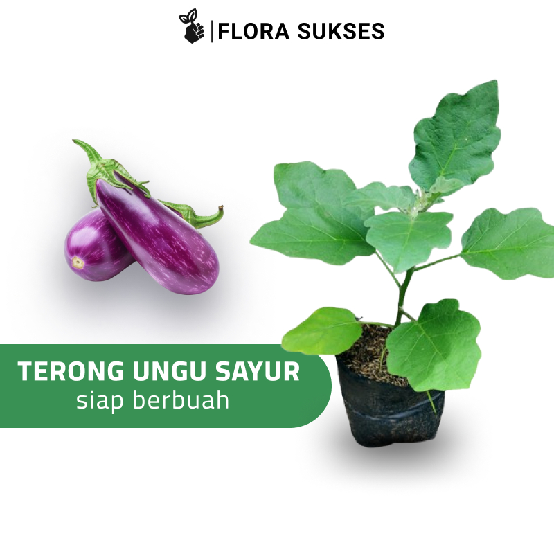 Jual Tanaman Terong Ungu Sayur Bibit Terong Ungu Panjang Siap Berbuah ...