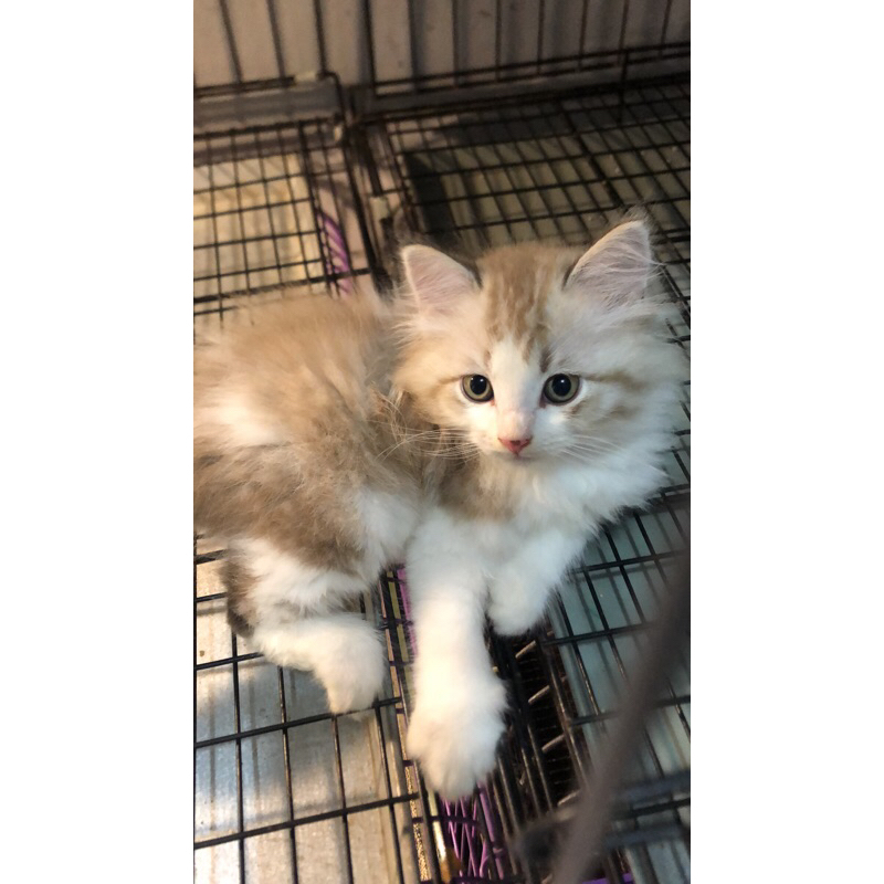 Jual ragdoll cantik bgt | Shopee Indonesia