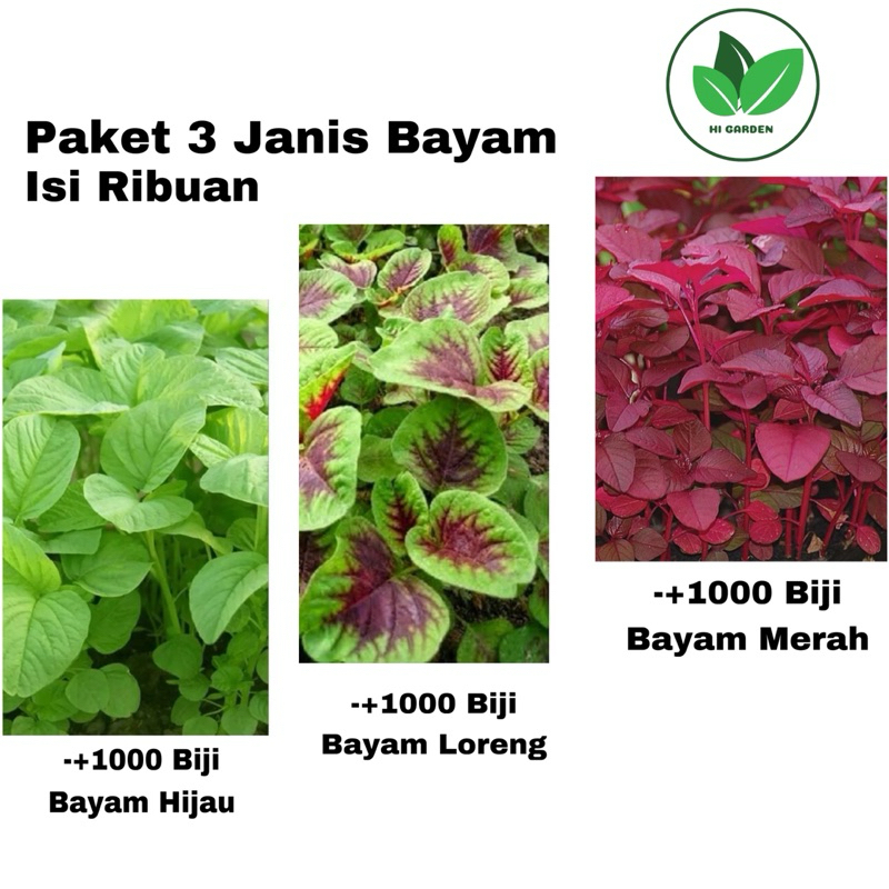 Jual Paket 3 Jenis Bayam Unggul Mudah di tanam Bayam Hijau Bayam Merah ...