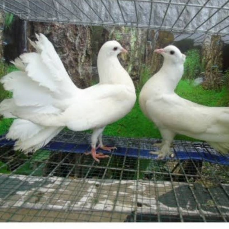 Jual Merpati putih kipas cocok untuk aviary atau peliharaan rumah ...