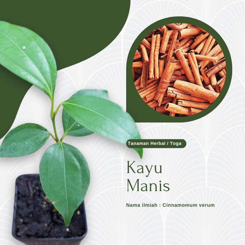 Jual Bibit Tanaman Pohon Kayu Manis | Shopee Indonesia