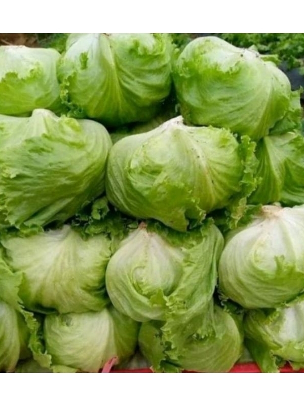 Jual SAYUR LETTUCE HEAD LETTUCE SEGAR LANGSUNG DARI KEBUNNYA | Shopee ...