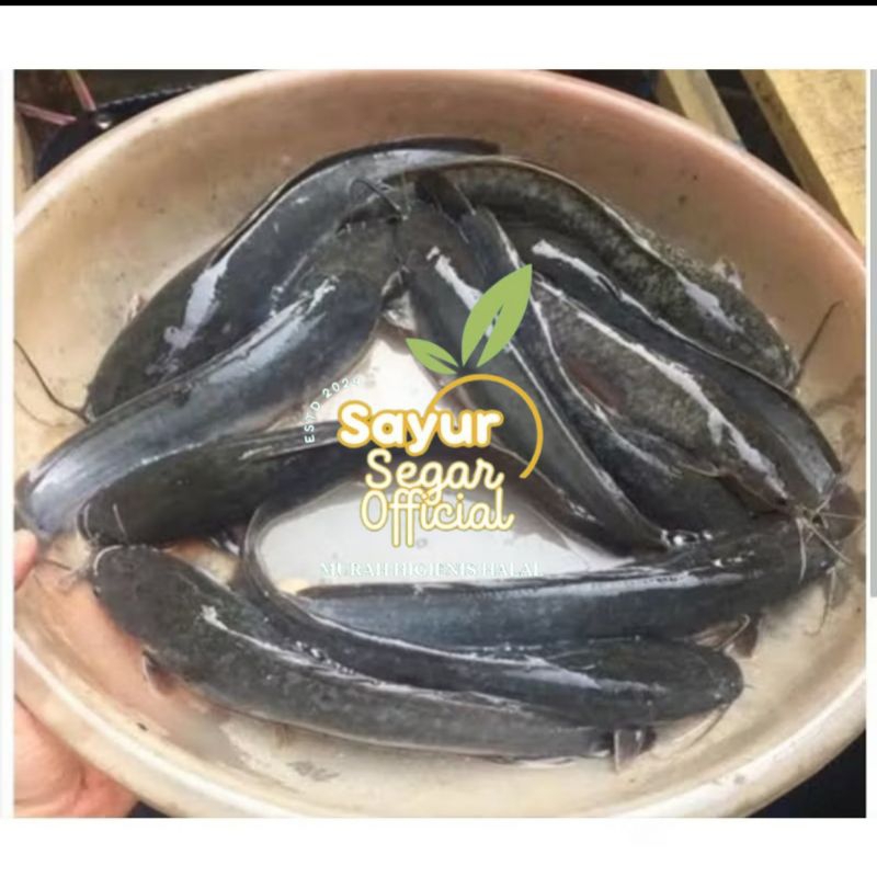 Jual Ikan Lele Segar 500gr / 1kg - Kirim Instan | Shopee Indonesia