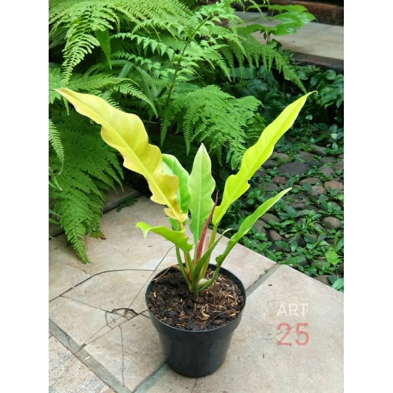 Jual Philodendron Golden Saw Philo Gergaji Kuning Ukuran Kecil | Shopee ...