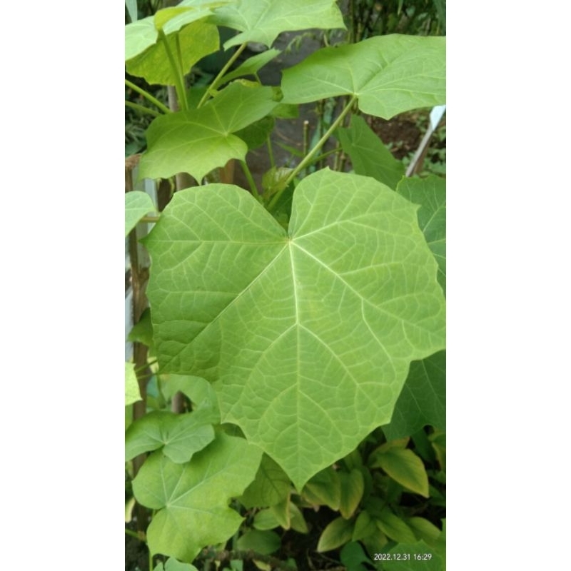 Jual Daun Jarak segar per 15 lembar | Shopee Indonesia
