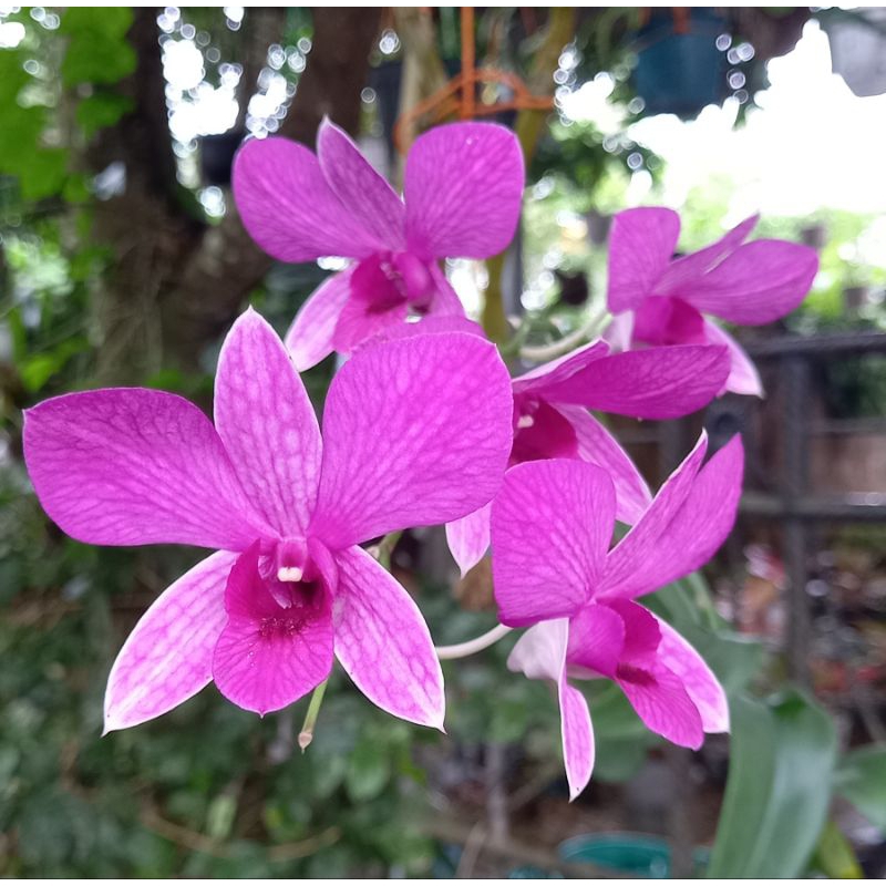 Jual Anggrek jadul Dendrobium Bantimurung Species | Shopee Indonesia