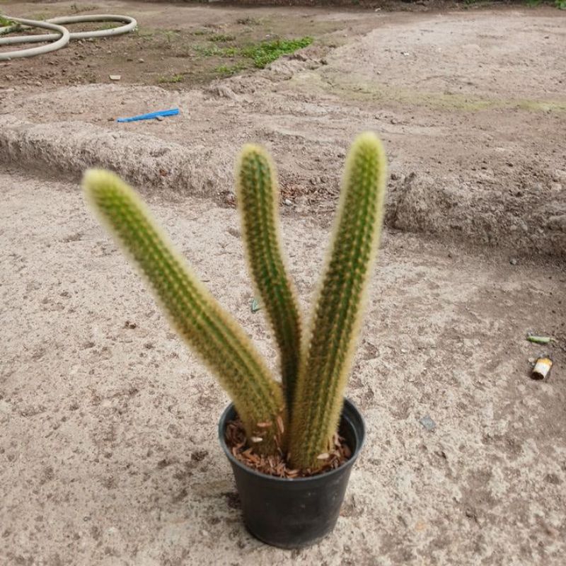 Jual ekor tupai kuning | Shopee Indonesia