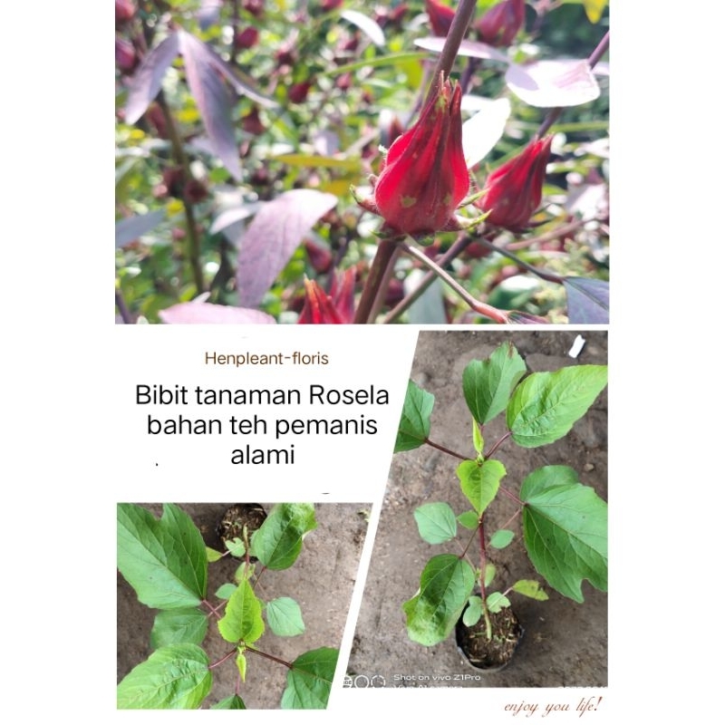 Jual BIBIT ROSELLA MERAH SIAP TANAM / POHON ROSELLA HERBAL CEPAT ...