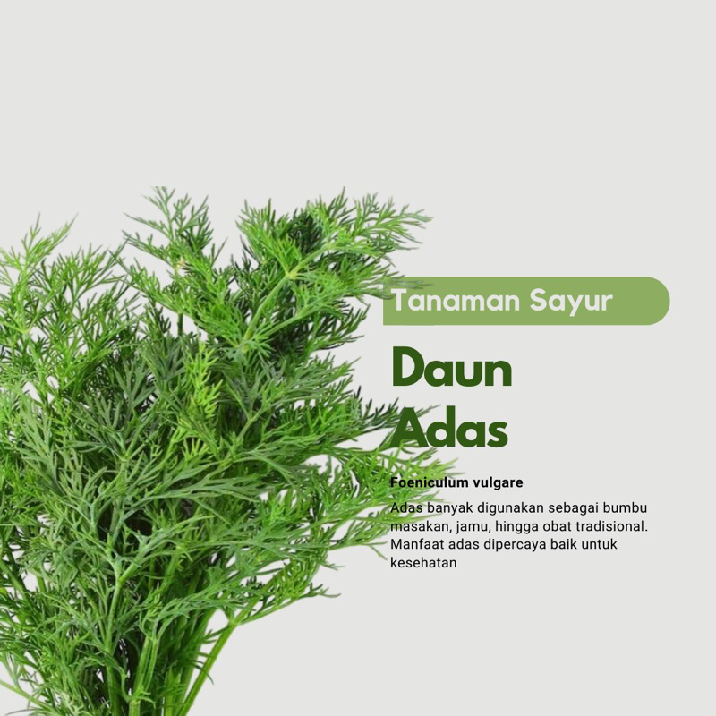 Jual Tanaman Herbal / Toga / Daun Adas / Daun Dill - Rempah Rempah ...