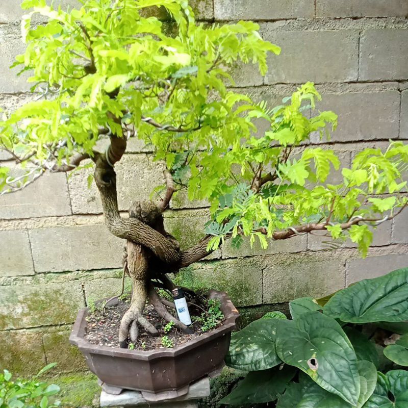 Jual bonsai asem Jawa ekonomis | Shopee Indonesia