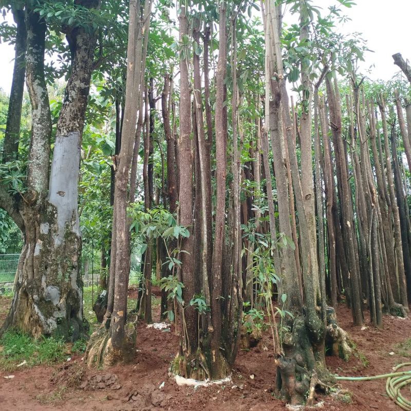 Jual Pohon pule gruping, jual pohon pule | Shopee Indonesia