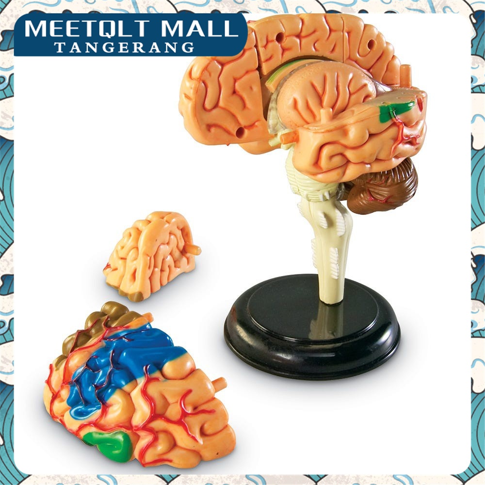 Jual Brain Anatomy Model 4D Dapat Dilepas- Anatomy Medical Human Brain ...