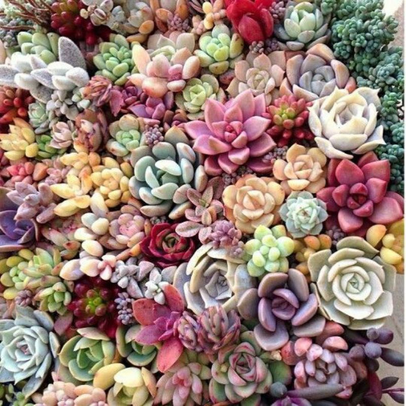 Jual Sukulen Mini Bebas Pilih TERMURAH SERIBUAN berakar Cakep | Shopee ...