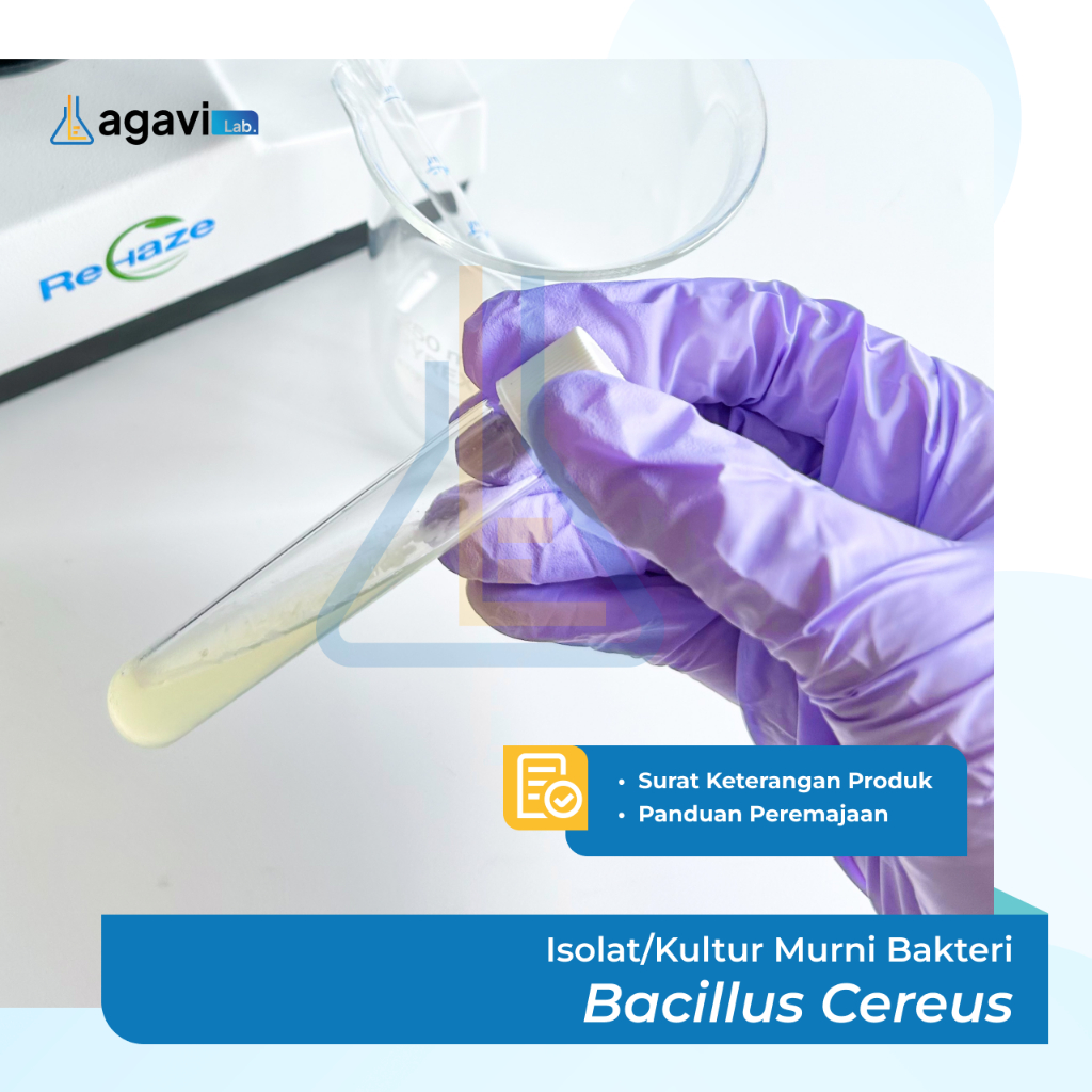 Jual Isolat/Kultur Murni Bakteri Bacillus cereus | Shopee Indonesia