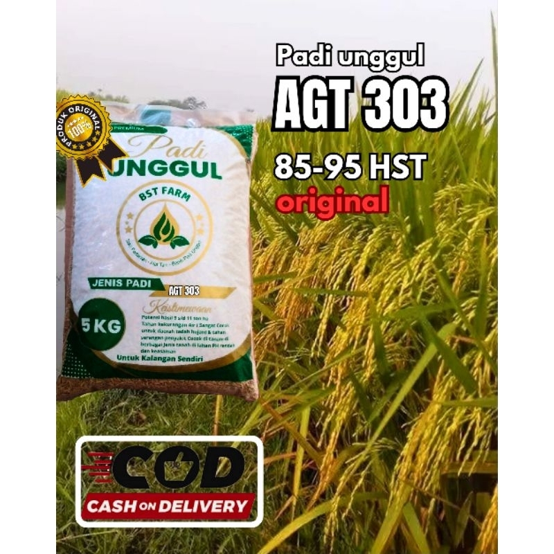 Jual PADI UNGGUL AGT 303 PADI UNGGUL VIRAL AGT KEMASAN 5KG | Shopee ...