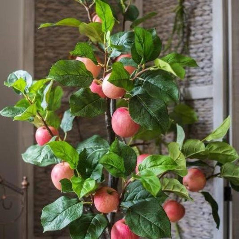 Jual Indukan tanaman apel Fuji batang super besar | Shopee Indonesia