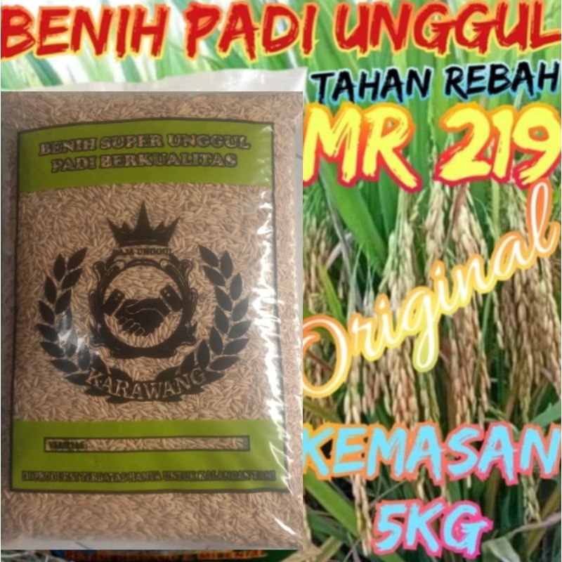 Jual Benih Padi Unggul Mr219 Kemasan 5 kg Kualitas Daun Hijau Buah ...