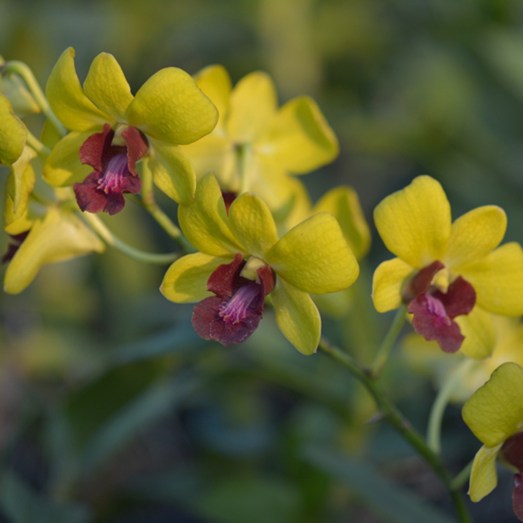Jual tanaman anggrek dendrobium bunga bulat kaoyai gold | Shopee Indonesia