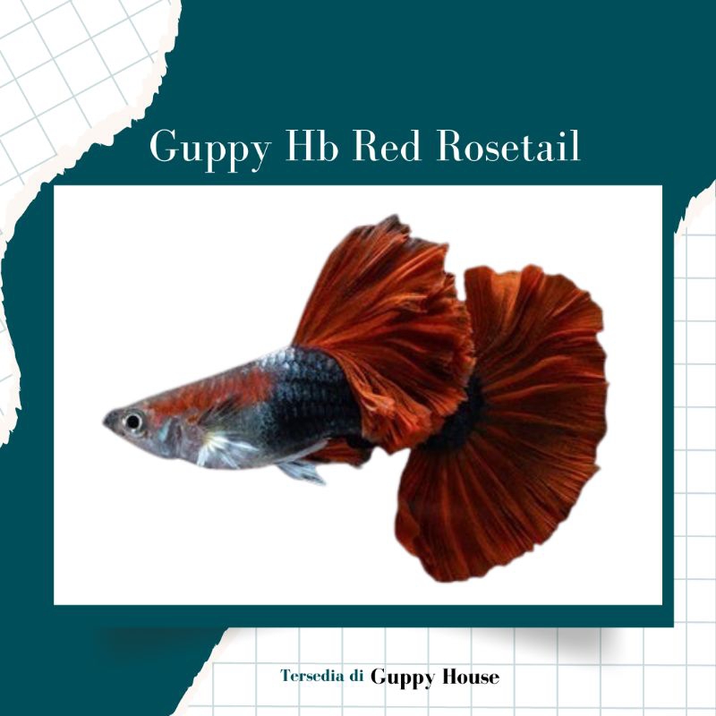 Jual Hiasan Aquarium Paketan 3 Pair Indukan Guppy Hb Red Rosetail | Shopee Indonesia