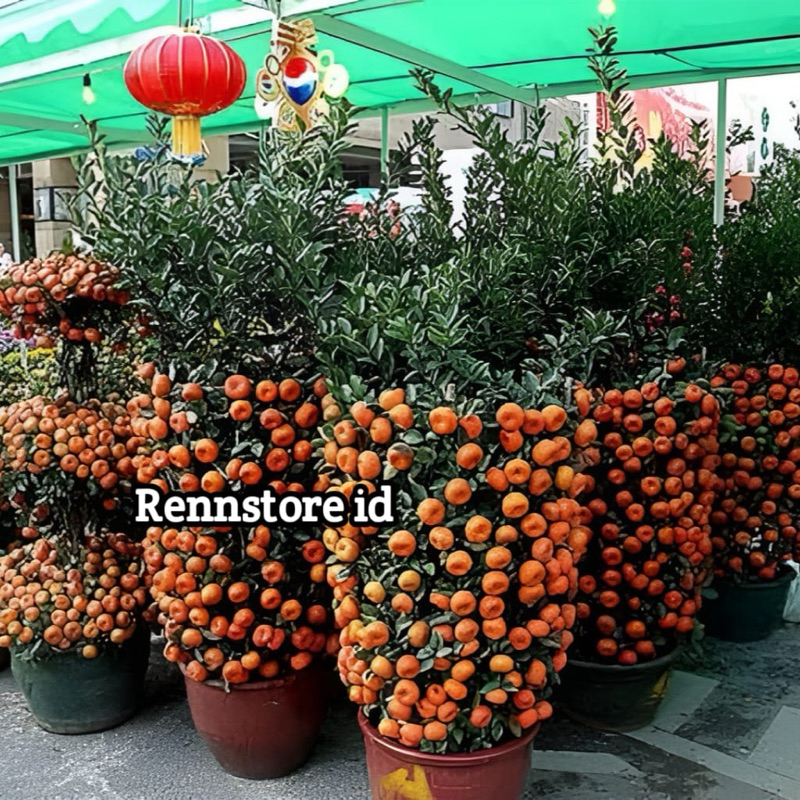 Jual BIBIT JERUK SANTANG MADU MANIS SUDAH BERBUAH LEBAT | Shopee Indonesia