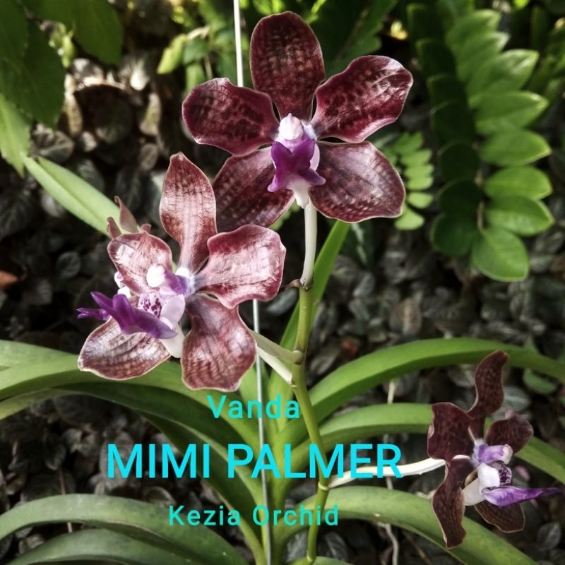 Jual Anggrek Vanda Koleksi: Vanda MIMI PALMER; Vanda KULWADEE, KULWADE, KULVADE; Vanda BITZ'S ...