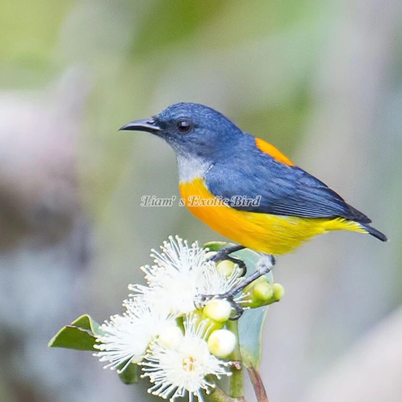 Jual Burung cabe jawa Kemade Bunga Api cocok untuk di aviary | Shopee ...