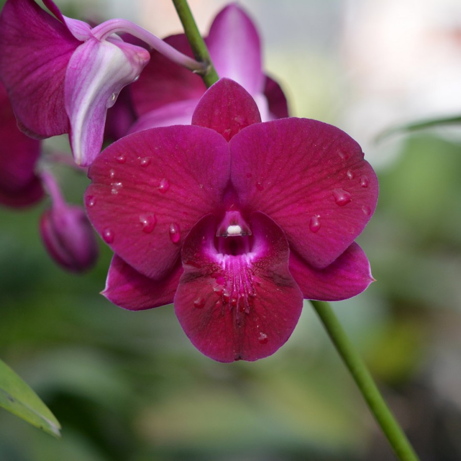 Jual tanaman anggrek dendrobium bunga bulat red panda UA5 | Shopee ...