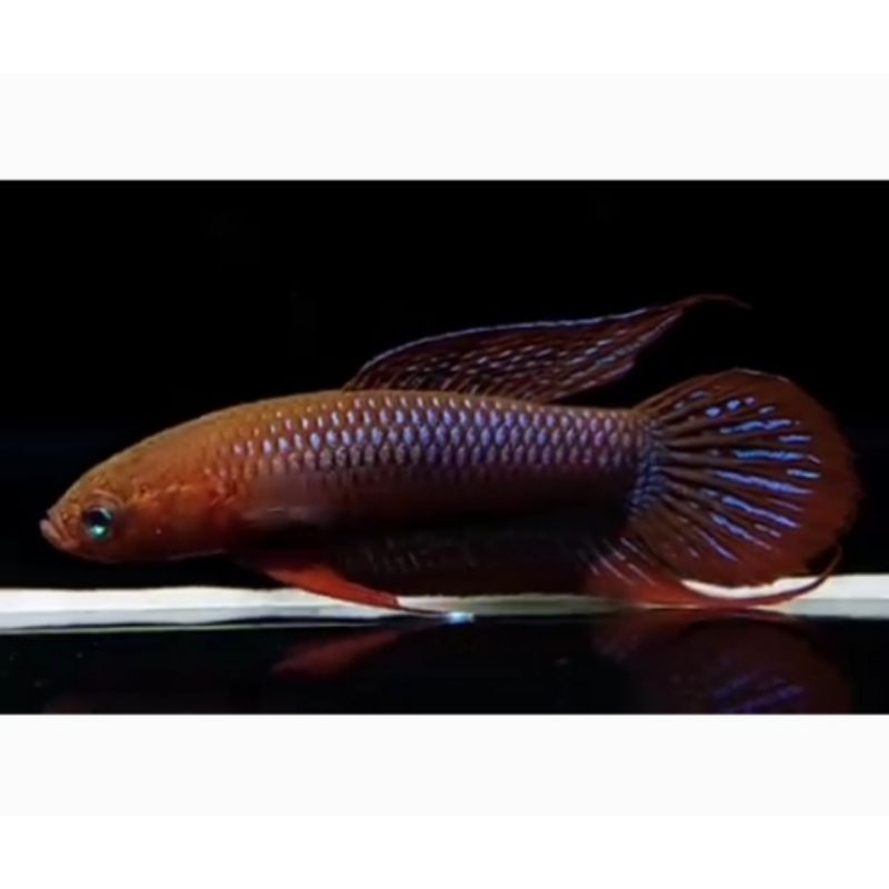 Jual betta uberis palangkaraya sepasang | Shopee Indonesia