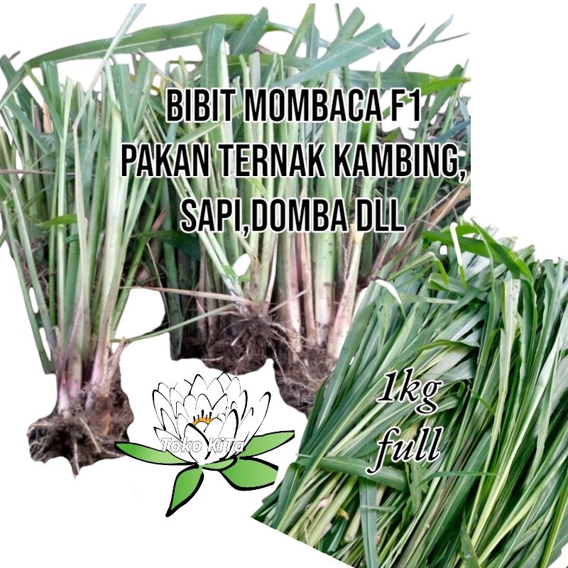 Jual Bibit Mombaca F1 Pakan Ternak Kambing Sapi Dullah | Shopee Indonesia