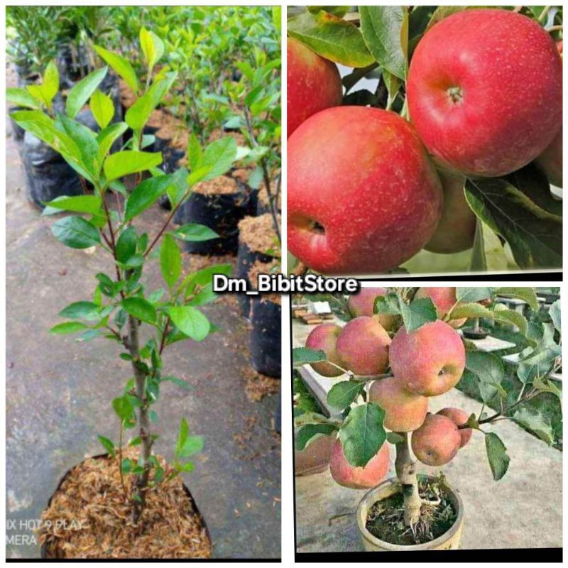 Jual Bibit Apel Fuji Merah Cepat Berbuah Hasil Cangkok | Bisa DiTanam ...