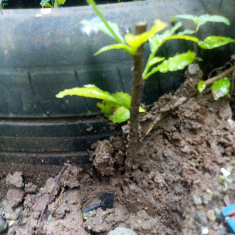 Jual Bibit Tanaman Teh Tehan/Tetehan atau Teh Hutan Batang Besar ...