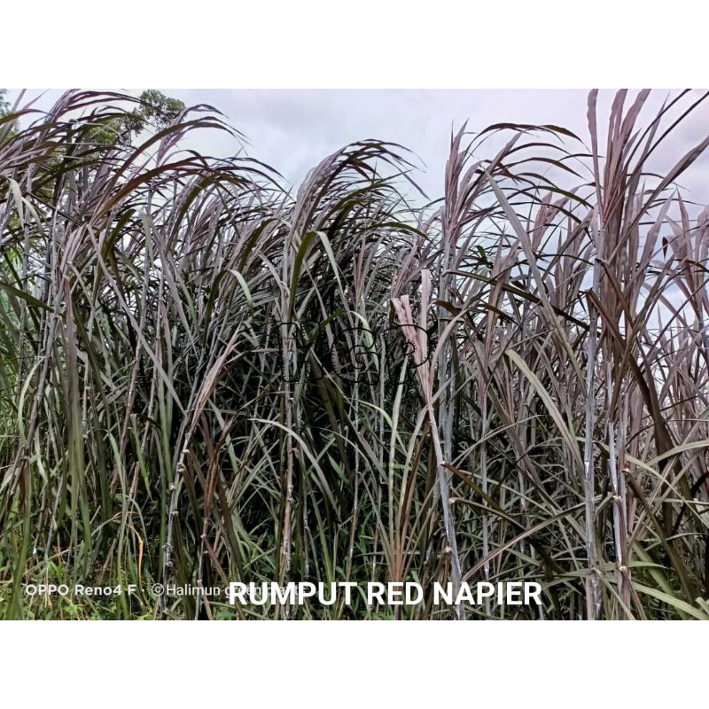 Jual Bibit Rumput Red Napier harga per 2kg (40-50 stek) | Shopee Indonesia